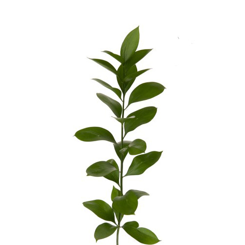 Ruskus - Rozvoz květin do 90ti minut